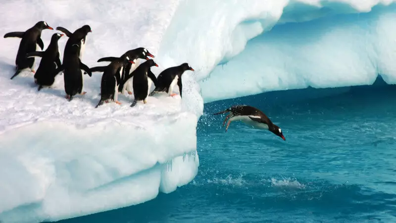 penguins-diving-ss-1920