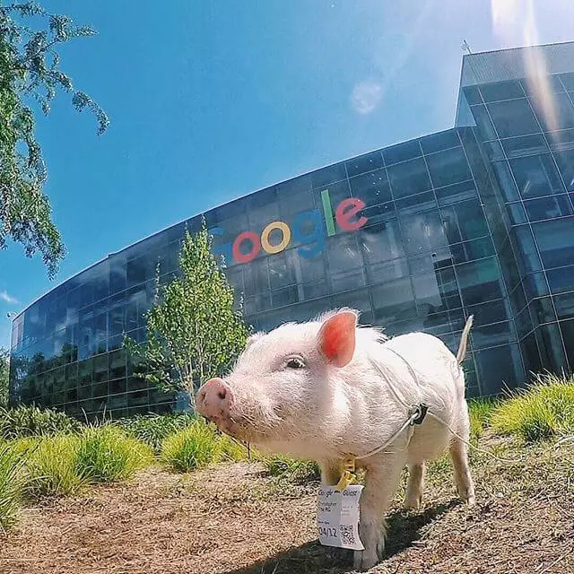 Cari di Foto: Seekor babi mengunjungi Google, boneka beruang besar & tanda Google yang rusak 19521_1