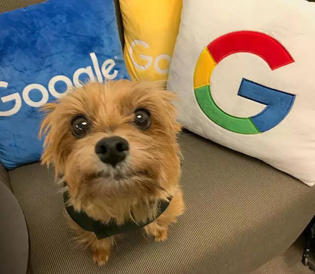 Sök på bilder: Google Brain jacket, hundvalpögon och föråldrad GoogleBot 22365_3