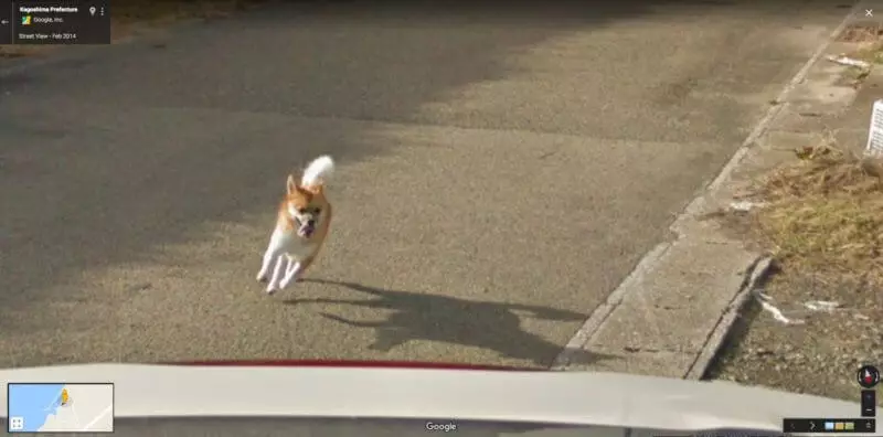 חפש בתמונות: כלב רודף אחרי מכונית Google Street View, משקולות של גוגל והרבה שעונים 23524_1
