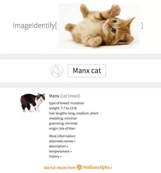 imaxeidentify-cat