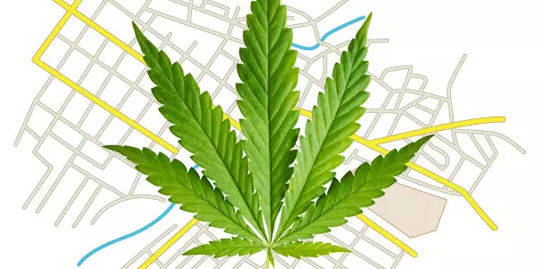 420 Dilema? La marihuana apareix a la cerca local