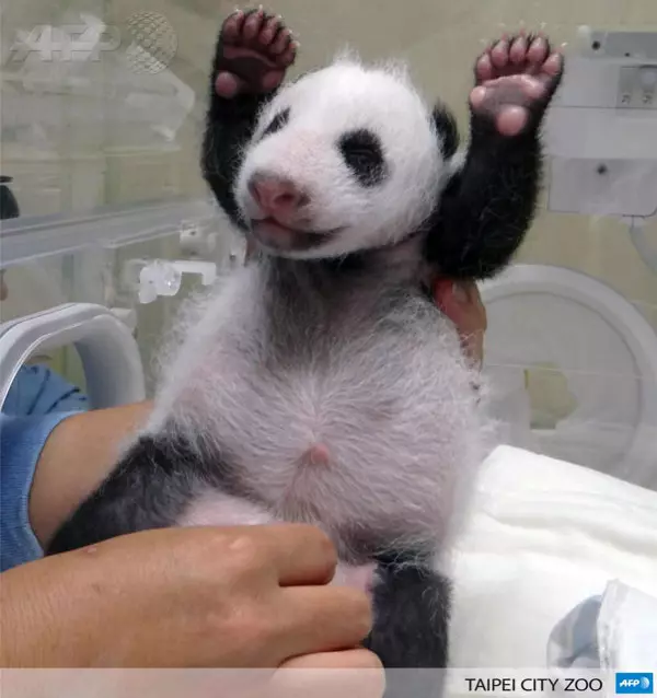 baby-panda-hands-up-1375963183