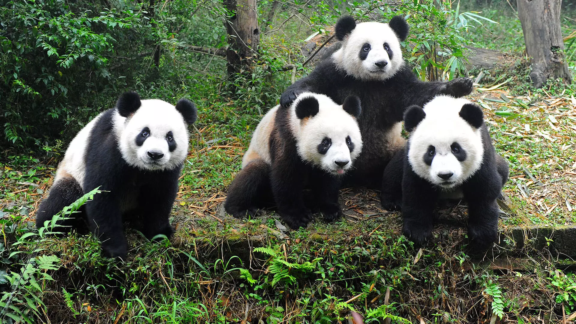 Google: Panda 4.1 Masih Ngaluncurkeun